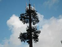 China Pine Tree 50m Camouflage Cell Tower For Telecommunication for sale