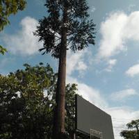 China Artificial Palm Tree Camouflage Telecom Tower Mobile Monopole Bionic Tree Wifi Signal for sale