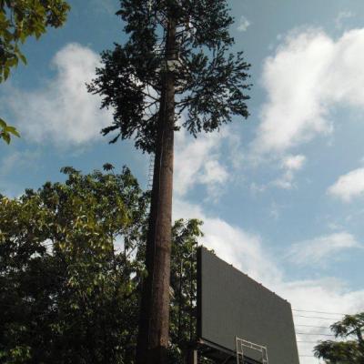 China Community Camouflage Cell Tower Pine Tree Communication for sale