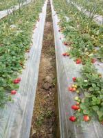 China Good Price  ABA HDPE LDPE Biodegradable Co-extrusion greenhouse agricultural mulch film roll making machine for sale