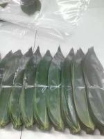China Pollution Free 7cm Fresh Bamboo Leaves For Decorating Sushi for sale
