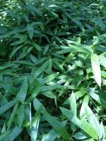 China Pollution Free 7cm Fresh Bamboo Leaves For Decorating Sushi for sale
