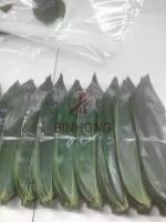 China Fresh Pollution Free 35cm Chinese Bamboo Leaves for sale