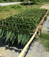 China No Pollution 30cm Bamboo Dry Leaves For Sushi Food for sale