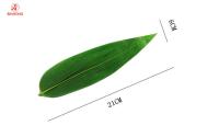 China Vacuum Packed 9cm Green Color Leaf For Decoration for sale