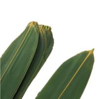 China Vacuum Packed 23cm Fresh Bamboo Leaves For Rice Dumplings for sale