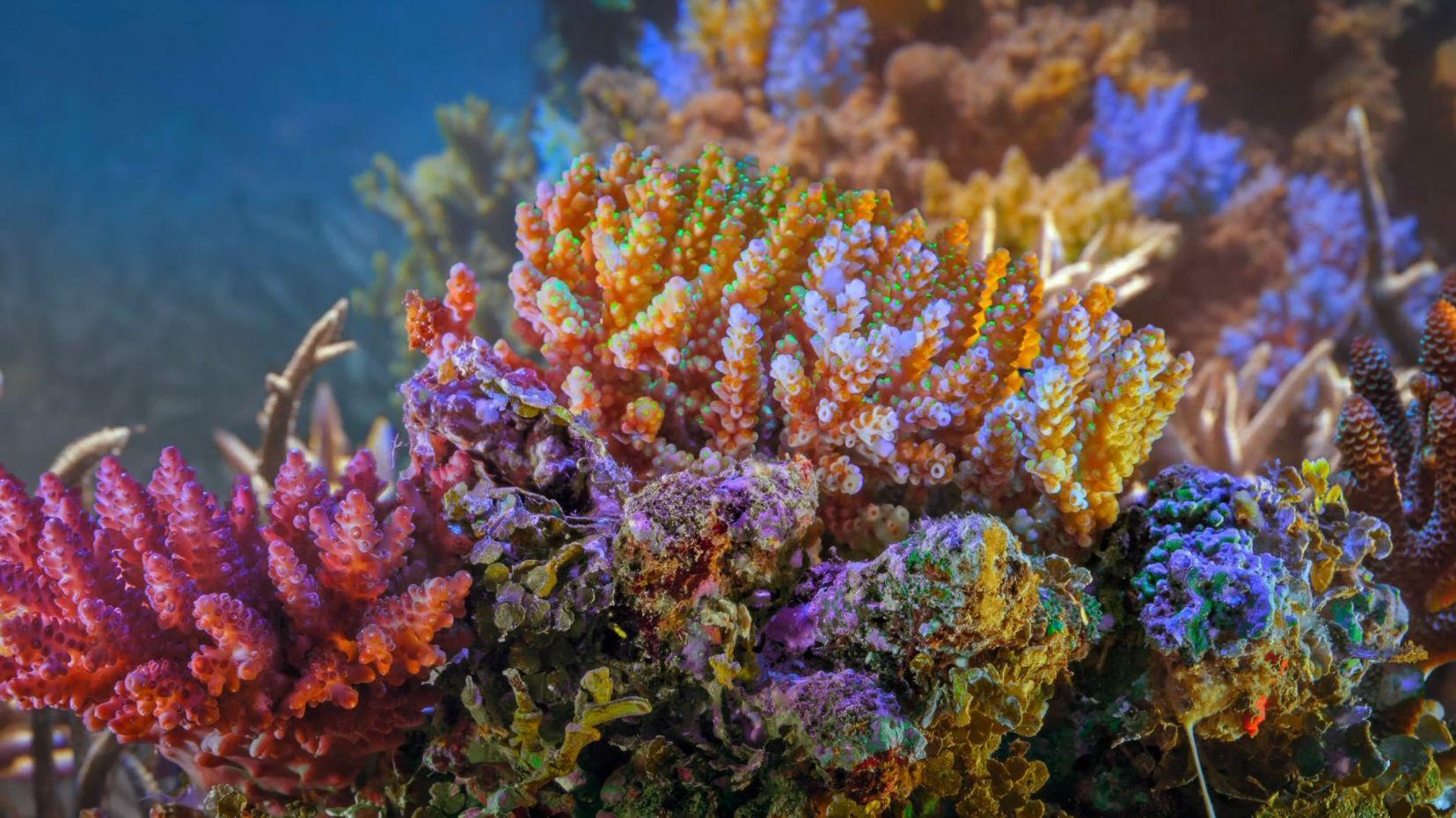 Collective Action for the Ocean Protecting Corals Collective Action for the Ocean Protecting Corals