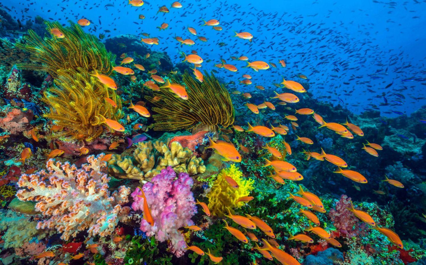 Collective Action for the Ocean-Protecting Corals Collective Action for the Ocean-Protecting Corals