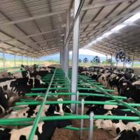 China Steel Structure Cow Shed Dairy Farm Barn Low Cost Livestock Shelter 15-36C for sale