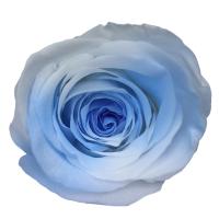 China ISO9001 Preserved Fresh Flowers Gradient Dried Rose Ice Blue for sale