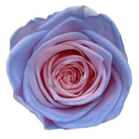 China ISO9001 Preserved Fresh Flowers Gradient Dried Rose Ice Blue for sale