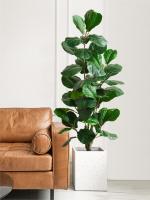 China Real Touch Fake Plants And Trees Fiddle Leaf Fig Tree In Pot for sale
