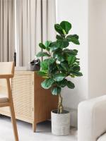 China Real Touch Fake Plants And Trees Fiddle Leaf Fig Tree In Pot for sale