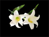 China Personalised Preserved Fresh Flowers Silk Stargazer Lily Home Furnishings for sale