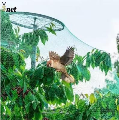 China 7GSM Bird Proof Net Green Bird Proof Netting For Fruit Trees for sale