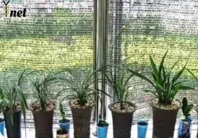 China 120GSM Anti UV Shade Net Horticulture 80 Percent Shade Net 2*100m for sale