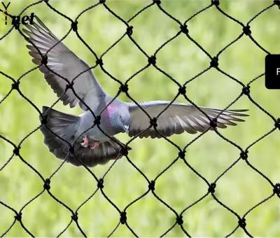 China Black Polyethylene Mesh Netting Customized Bird Net For Vegetable Garden for sale