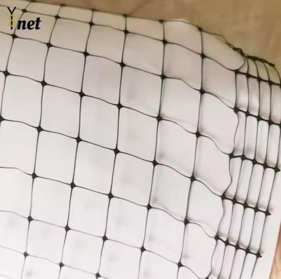 China Black Bird Proof Net 100m 200m 300m 500m Bird Control Mesh For Garden for sale