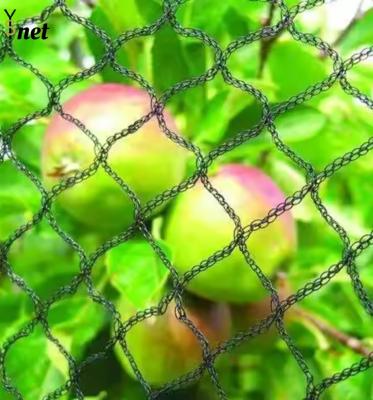 China 1m - 500m Vineyard Bird Netting Anti UV Bird Netting For Tomato Plants for sale