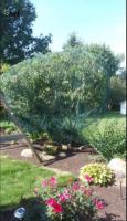 China Customized Bird Proof Net Green Reusable Bird Netting Anti UV For Garden Protection for sale