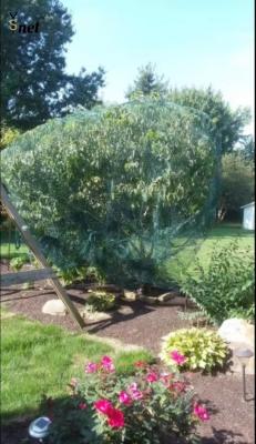 China Customized Bird Proof Net Green Reusable Bird Netting Anti UV For Garden Protection for sale
