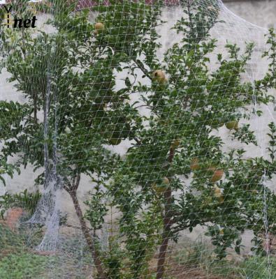 China Nylon Bird Proof Net White Bird Proof Garden Netting Lightweight for sale