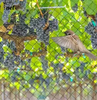 China Heavy Duty Bird Proof Net 3cm / 5cm / 7cm / 10cm HDPE Anti Bird Net for sale