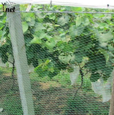 China PP Bird Proof Net Agricultural Plastic Garden Netting Green For Vegetable Farms for sale