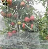 China Anti Hail Nets for Apple Tree Agriculture Anti Hail Net Anti-hail Net With Pillars for sale