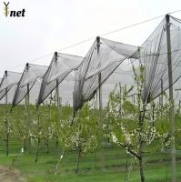 China Durable Anti Hail Net 50m 100m Bird Netting For Grape Vines And Apple Tree for sale