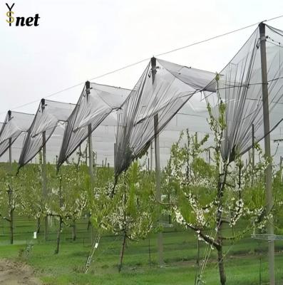 China Durable Anti Hail Net 50m 100m Bird Netting For Grape Vines And Apple Tree for sale