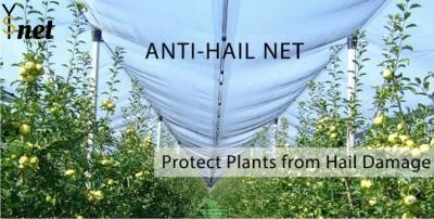 China HDPE Anti Hail Net Agricultural Anti Hail Mesh Customized Anti Bee for sale