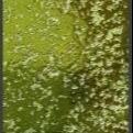 China Green Glass Mosaic Tile Kitchen Backsplash For Kitchens Metallic 15x148mm Electroplated for sale