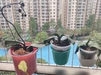 China Invisible Grill  Flower Pot Accessories Middle Size Durable Perfect For Balcony Invisible Grille Wire for sale
