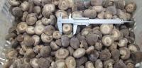 China 2025 New Crop high quality frozen shiitake mushrooms Frozen for sale