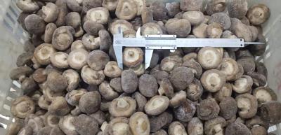 China 2025 New Crop high quality frozen shiitake mushrooms Frozen for sale