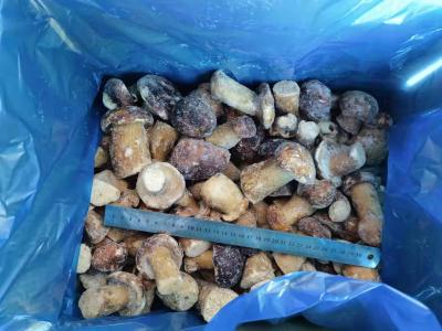 China 2025 New Crop high quality frozen Boletus Edulis Mushrooms for sale