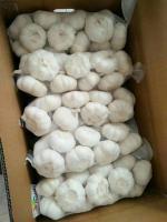 China Spicy Fresh Garlic Naturally Bright No Burnt or Mouldy Clean Roots Various Sizes for sale