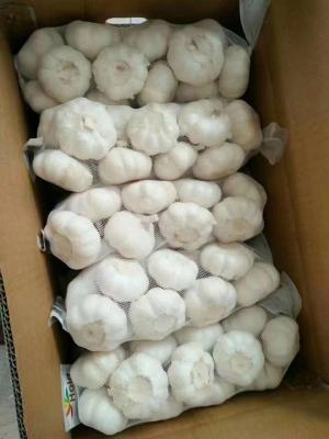 China Spicy Fresh Garlic Naturally Bright No Burnt or Mouldy Clean Roots Various Sizes for sale