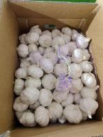 China Spicy Fresh Garlic Naturally Bright No Burnt or Mouldy Clean Roots Various Sizes for sale