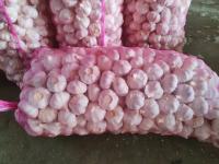China Spicy Fresh Garlic Naturally Bright No Burnt or Mouldy Clean Roots Various Sizes for sale