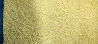 China Spicy Fresh/Frozen Ginger Naturally Bright No Burnt or Mouldy Clean Roots Various Sizes for sale