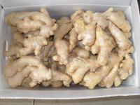 China Spicy Fresh/Frozen Ginger Naturally Bright No Burnt or Mouldy Clean Roots Various Sizes for sale