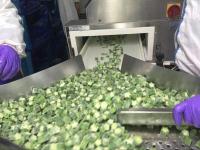 China Chinese Supply Best Quality Good Price Iqf Frozen Vegetable Whole Okra Gumbo for sale
