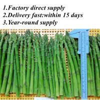 China Asparagus Spears Esparragos Espargos Frozen Vegetables IQF Frozen Green Asparagus Seed a Grade Bulk Packaging Asparagus Price for sale