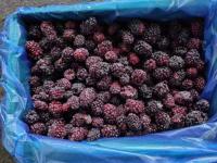 China IQF Frozen Fresh Blackberry Frozen Fruit Whole 10kgx1/carton 1kg*10/carton pallet tote HACCP/ISO/KOSHER/BRC for sale