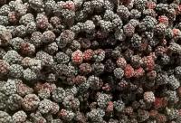 China IQF Frozen Fresh Blackberry Frozen Fruit Whole 10kgx1/carton 1kg*10/carton pallet tote HACCP/ISO/KOSHER/BRC for sale