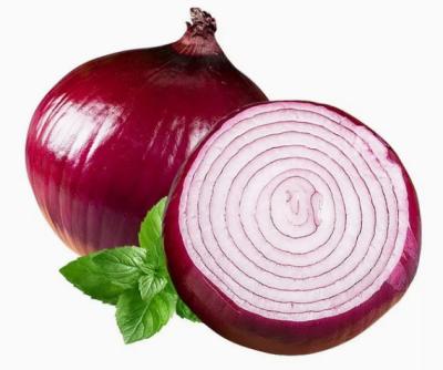 China Fresh onion whole for Your Business Round and  Packed in Mesh Bags Cartons PVC Boxes or Vacuum Packs for sale
