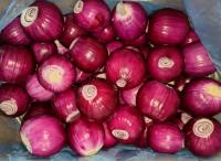 China Fresh onion whole for Your Business Round and  Packed in Mesh Bags Cartons PVC Boxes or Vacuum Packs for sale