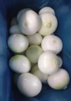 China Fresh onion whole for Your Business Round and  Packed in Mesh Bags Cartons PVC Boxes or Vacuum Packs for sale